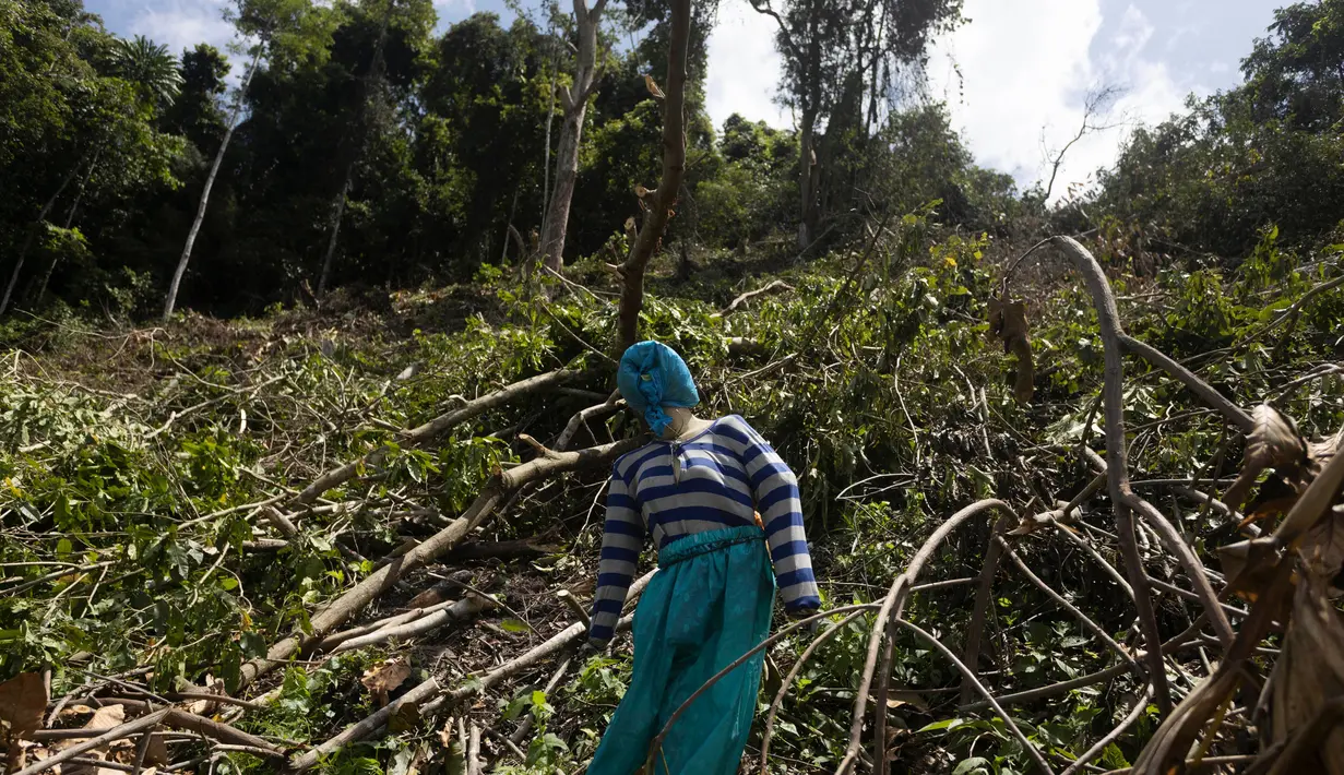 Deforestasi Hutan Primer Indonesia Meningkat pada 2023 - Foto Liputan6.com