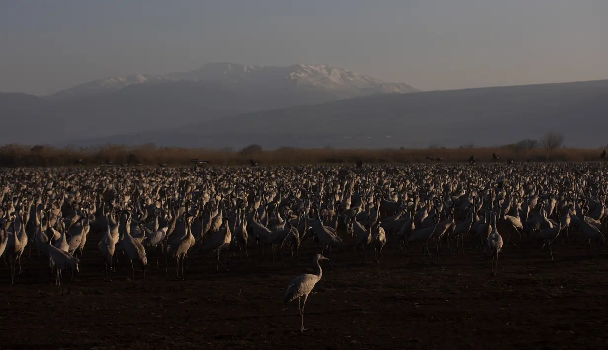 FOTO: Potret Kawanan Bangau Menyerbu Danau Hula di Israel - Foto Liputan6.com