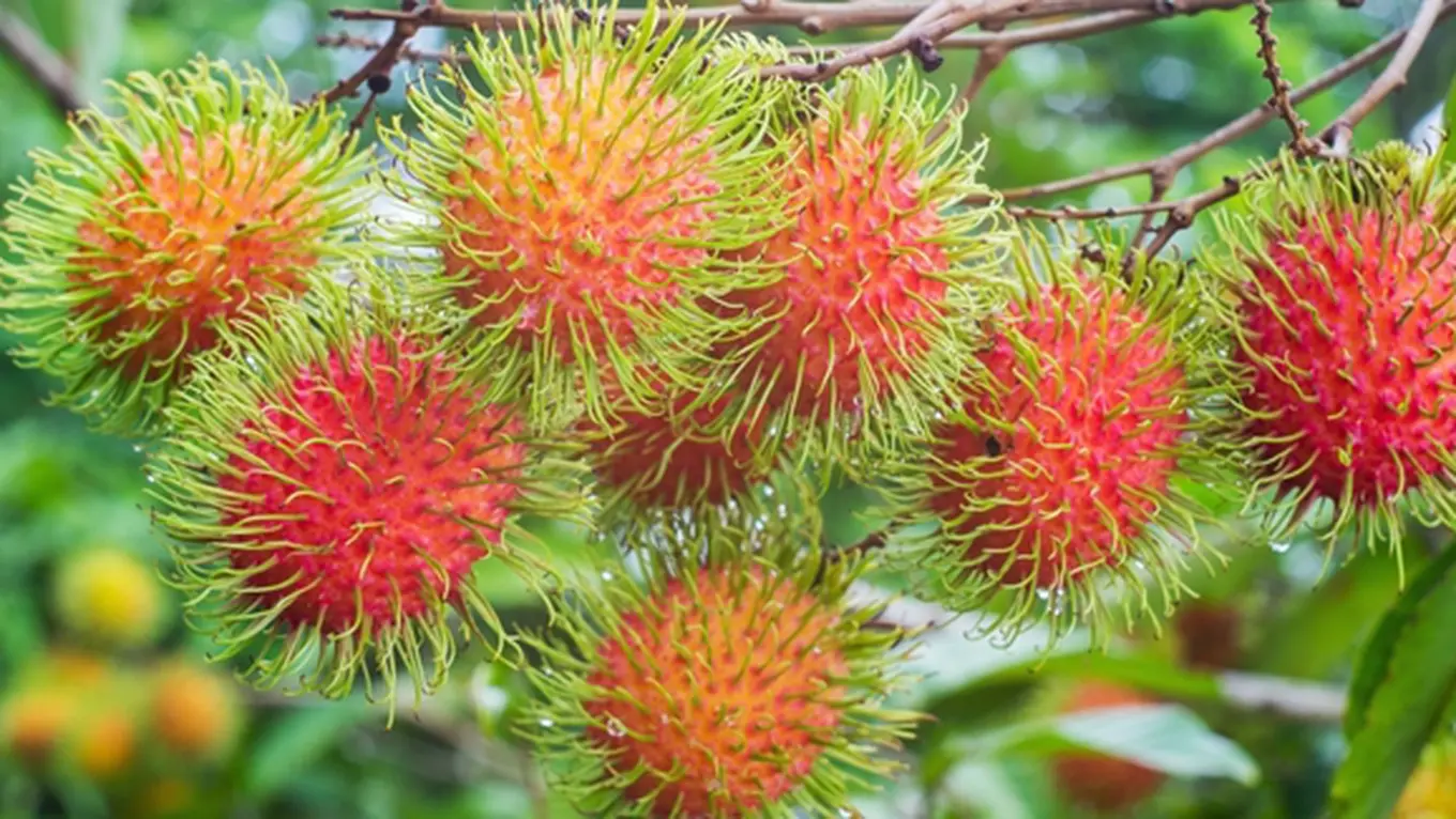 6 Buah Sehat Asal Indonesia Ini Adalah Buah Teraneh di Dunia