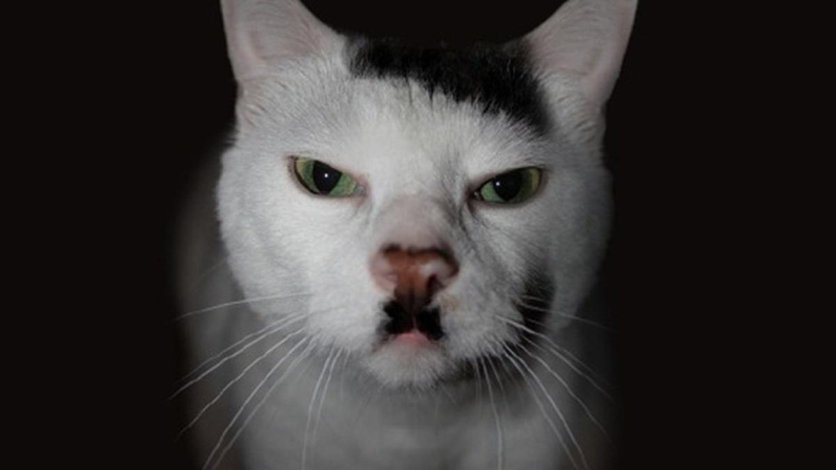 9 Hewan Dengan Bentuk Bulu Unik Yang Bikin Gemes - Photo Fimela.com