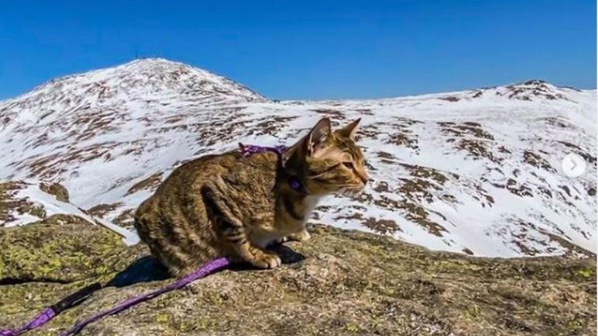 Kucing dan Pemiliknya Berhasil Capai Puncak Gunung Tertinggi di Amerika ...