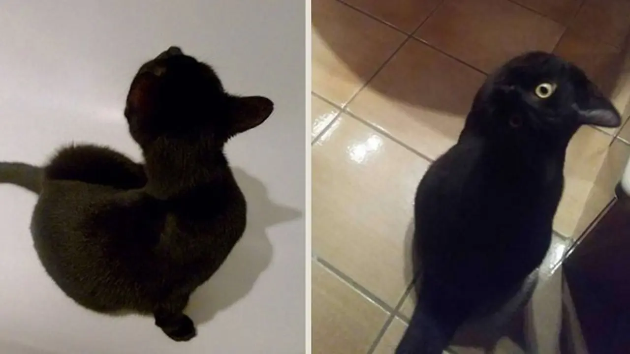 6 Ilusi Optik Kucing Hitam Ini Bikin Bingung, Perlu Kucek Mata - Hot ...