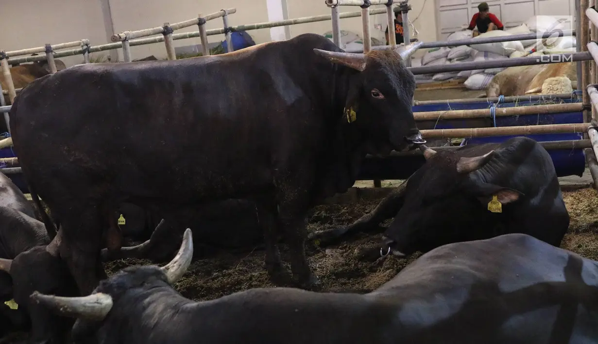 PHOTO: Dilayani SPG Cantik, Mall Ini Jual Sapi Qurban Asal Jepang ...