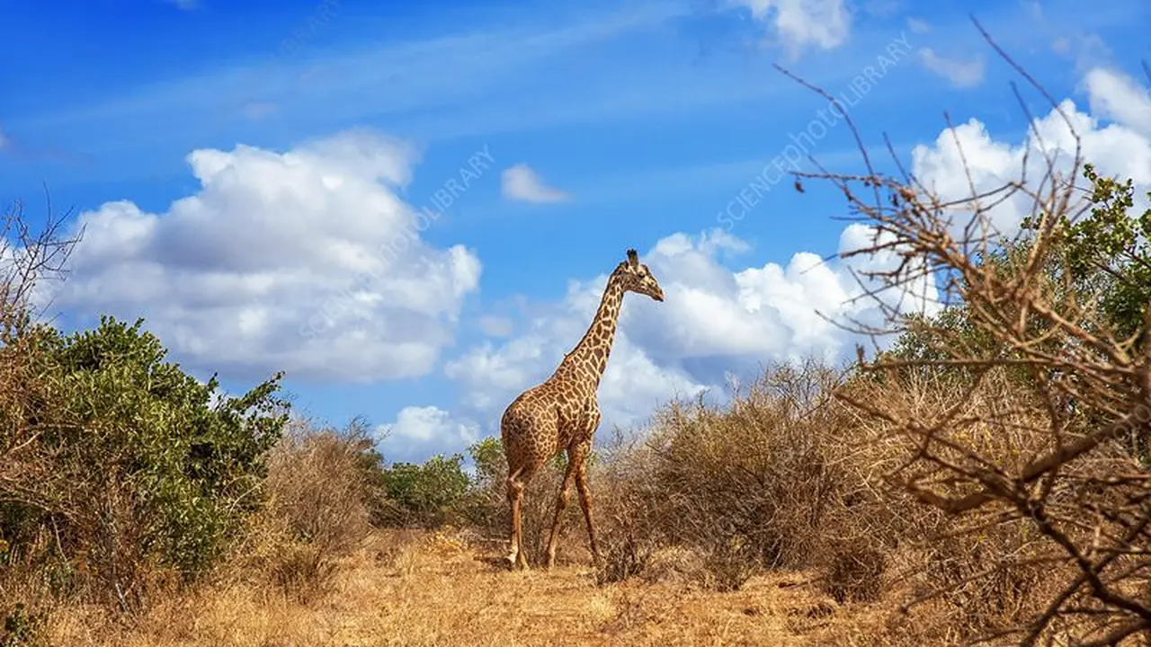 11 Jerapah Tertua di Dunia, Masing-masing Punya Keunikannya Sendiri ...