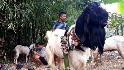 Harga Kambing Kurban Idul Adha 2025, Cek di Sini - Bisnis Liputan6.com