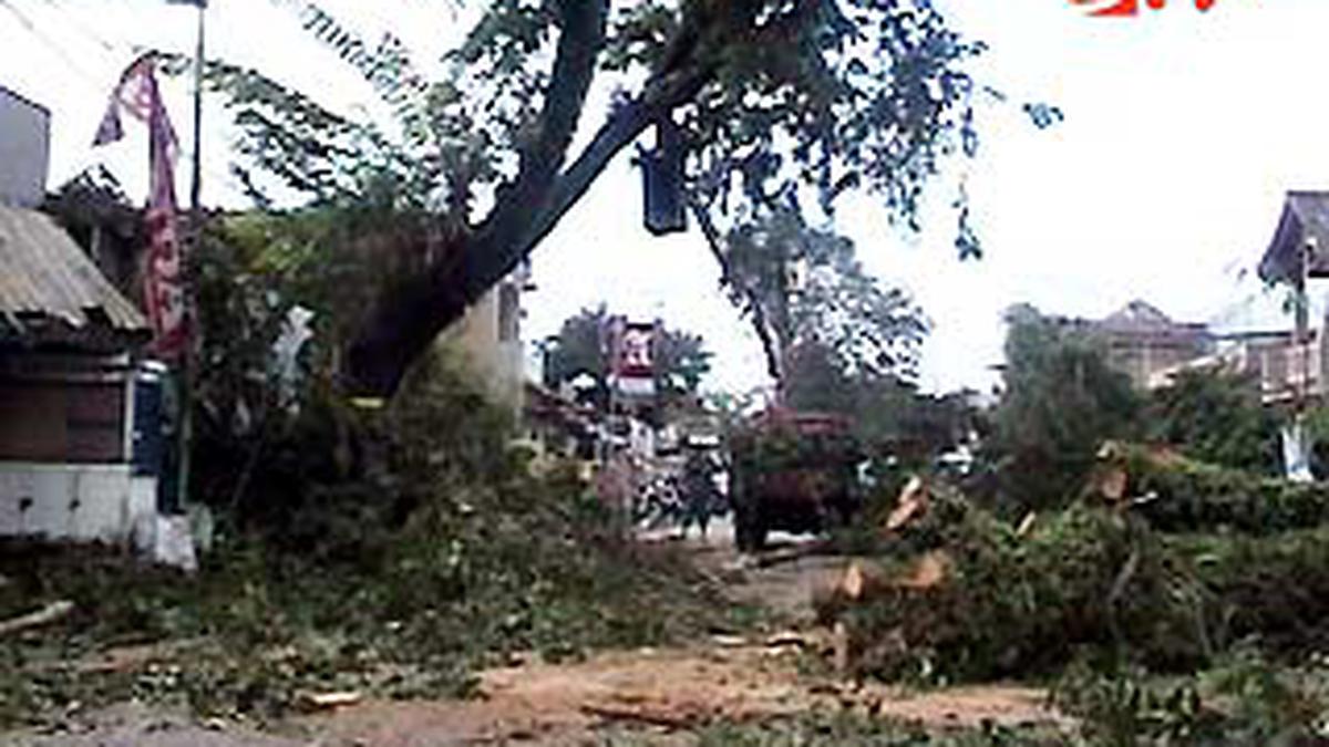 Angin Kencang di Depok Tumbangkan Pohon - News Liputan6.com