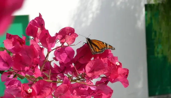 Fakta Menarik Mawar de Jongh, Kekasih Bryan Domani yang Berdarah ...