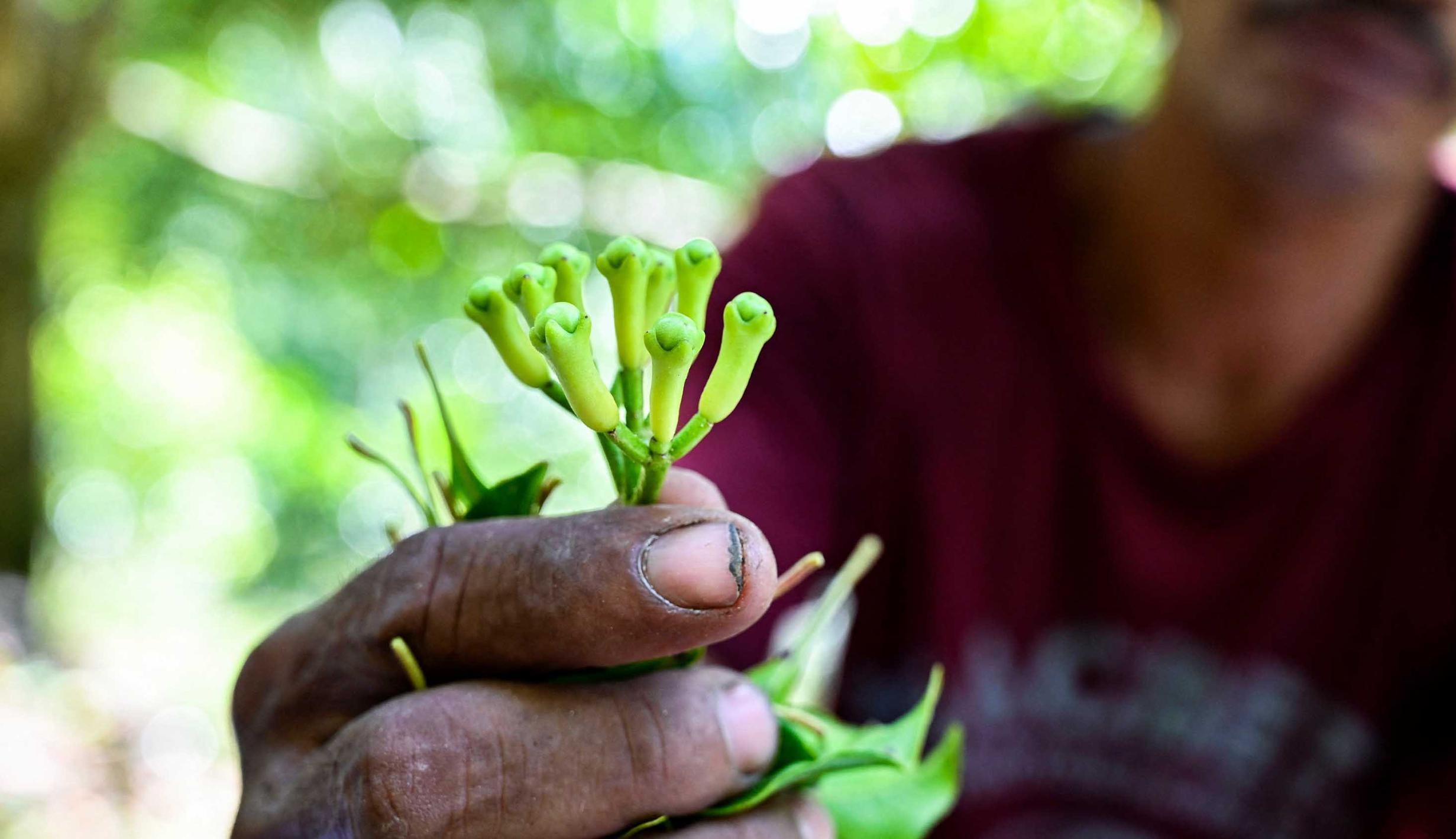 Potret Petani Cengkeh di Aceh saat Panen