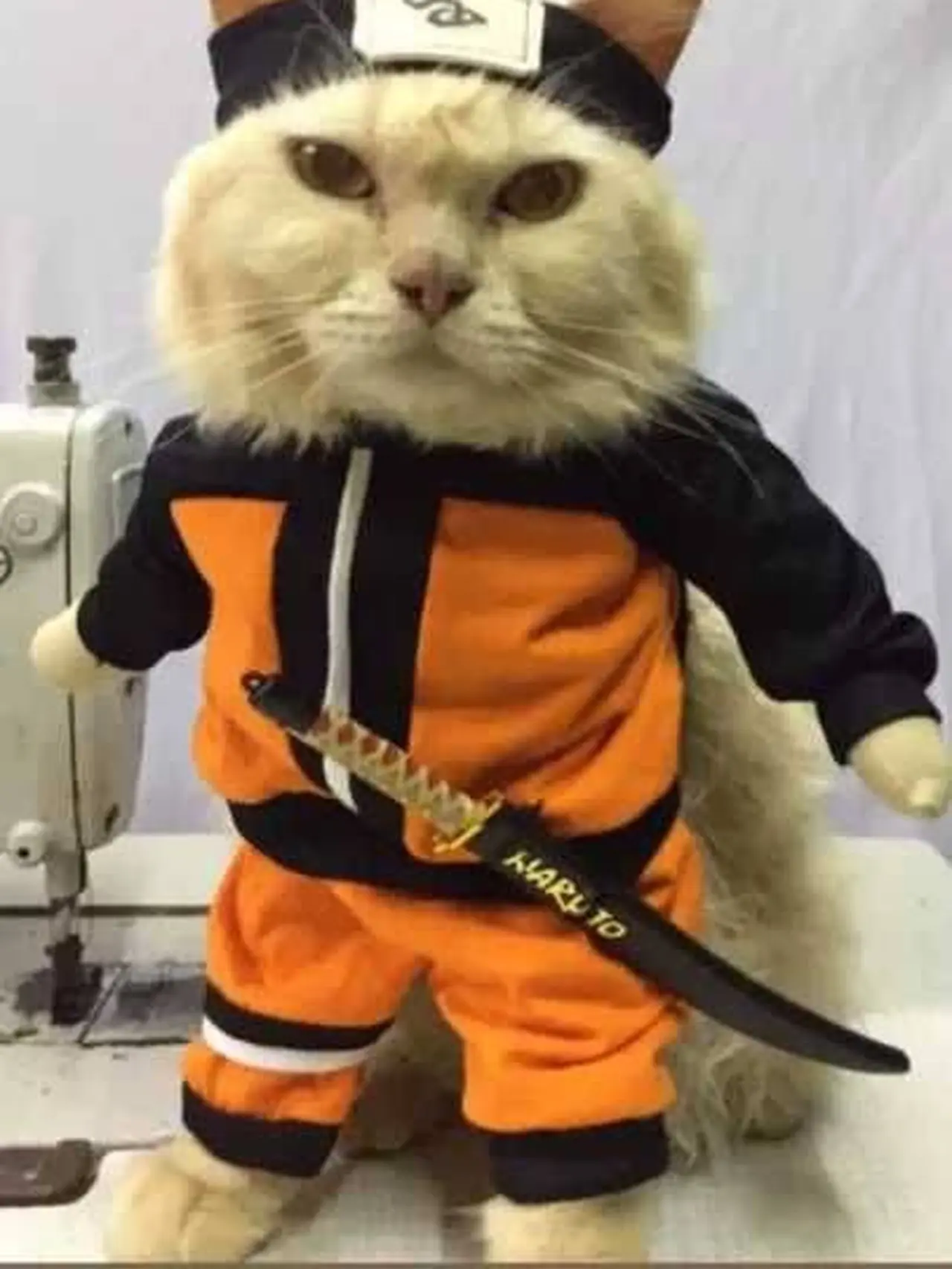 10 Potret Lucu Kucing Cosplay Karakter Anime Ini Bikin Gemas - Hot ...