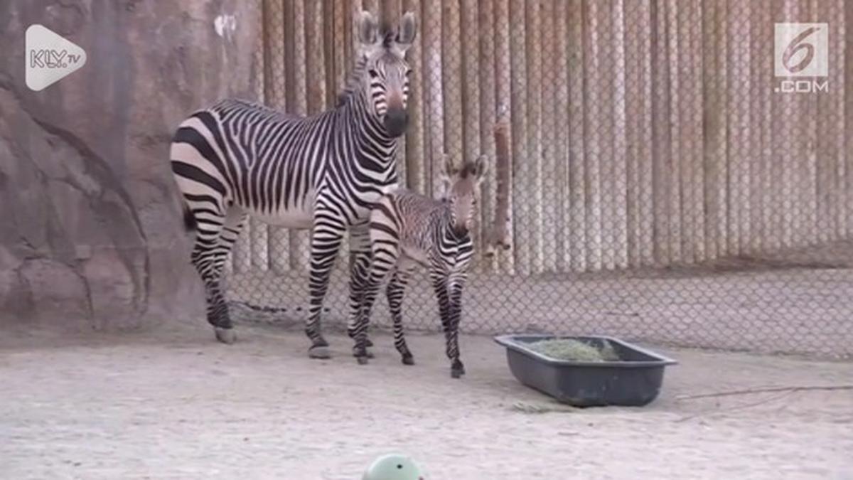 VIDEO: Gemasnya Bayi Zebra Lahir di Kebun Binatang AS