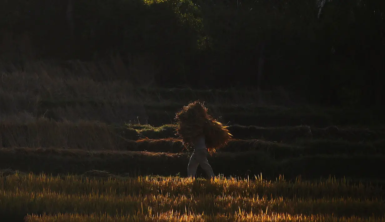 FOTO: Melihat Aktivitas Petani Nepal Memanen Padi - Foto Liputan6.com