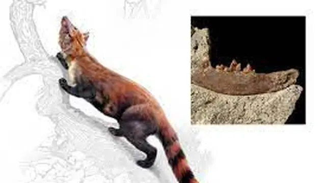 Menguak Rahasia Masa Lalu, Mamalia Karnivora Mirip Kucing dari 33 Juta ...
