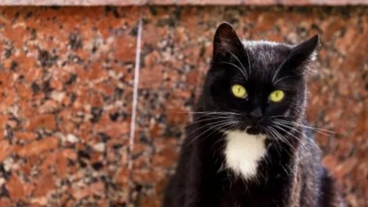 Kucing Jenis Tuxedo Ini Bikin Heboh Media Sosial, Punya Kumis Panjang ...