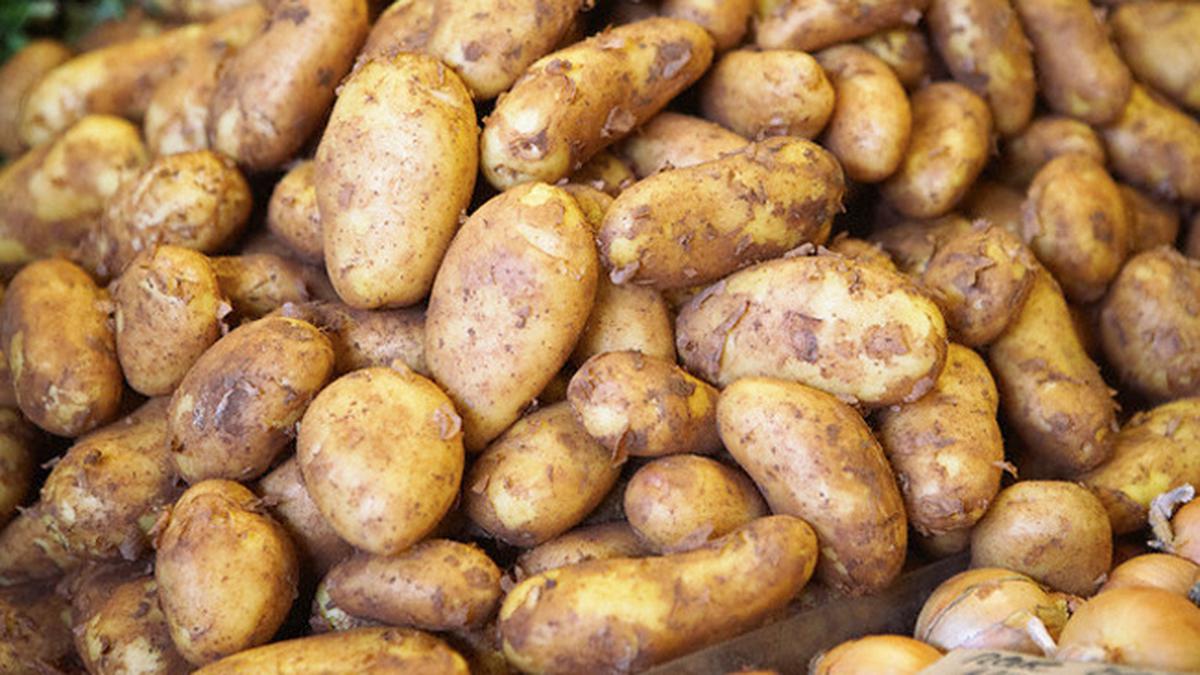 Foto Kentang Ini Laku Rp 13,8 M, Apa Istimewanya? - Citizen6 Liputan6.com