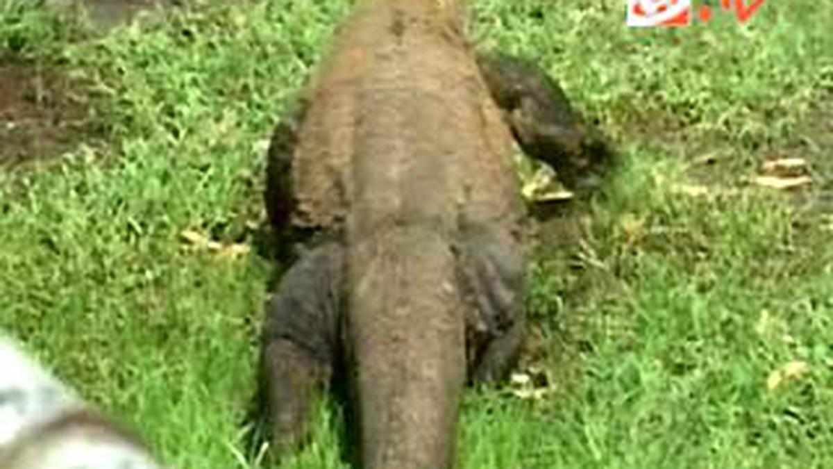 Kematian Komodo di Surabaya Dipertanyakan - News Liputan6.com