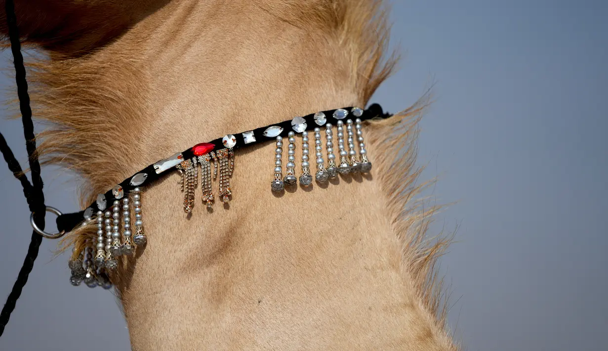 Semarak Kontes Kecantikan Unta di Tengah Pesta Piala Dunia Qatar 2022 ...