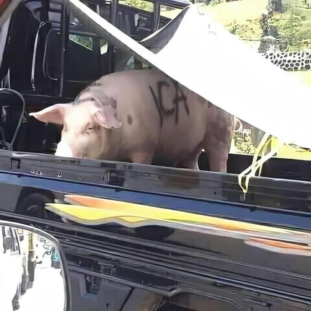 Kenapa Babi Dipanggil Ica? Ini Asal Usul Penyebutannya yang Viral di ...