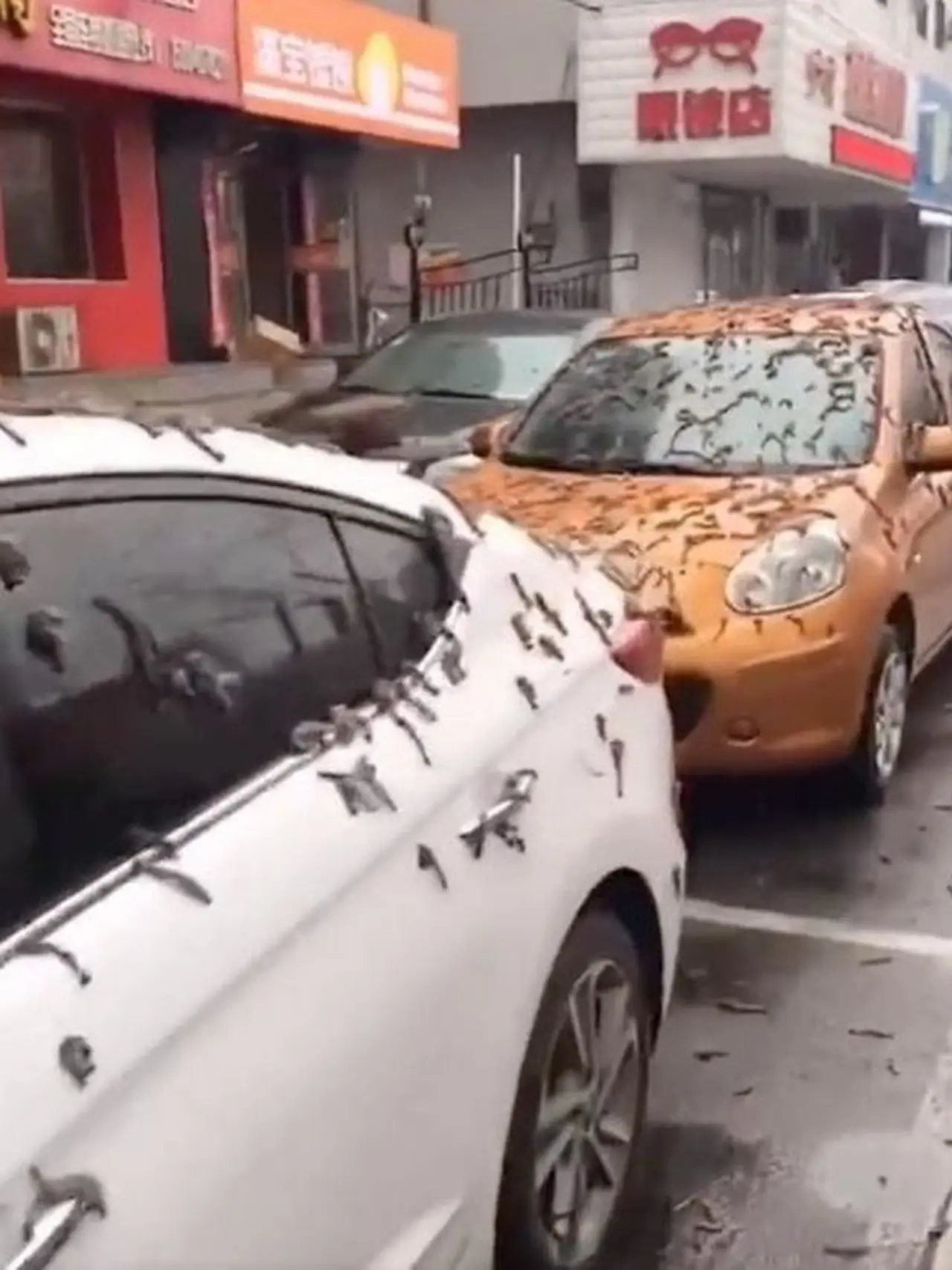 Viral Hujan Ribuan Cacing di China, Fenomena Aneh Bikin Warga Heboh ...