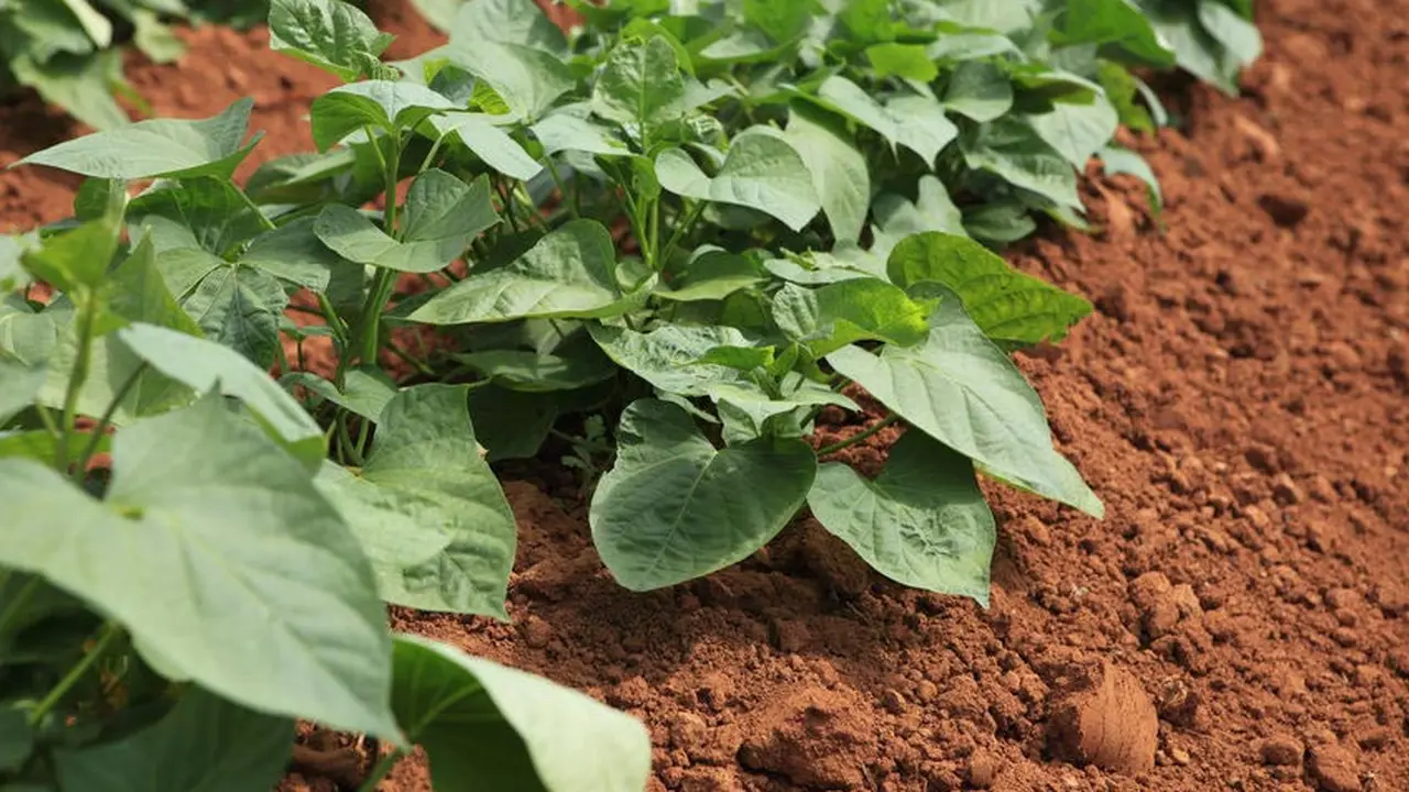 Cara Menanam Ubi Jalar agar Berbuah Lebat, Berikut Panduan Lengkap untuk Hasil Panen Melimpah ...