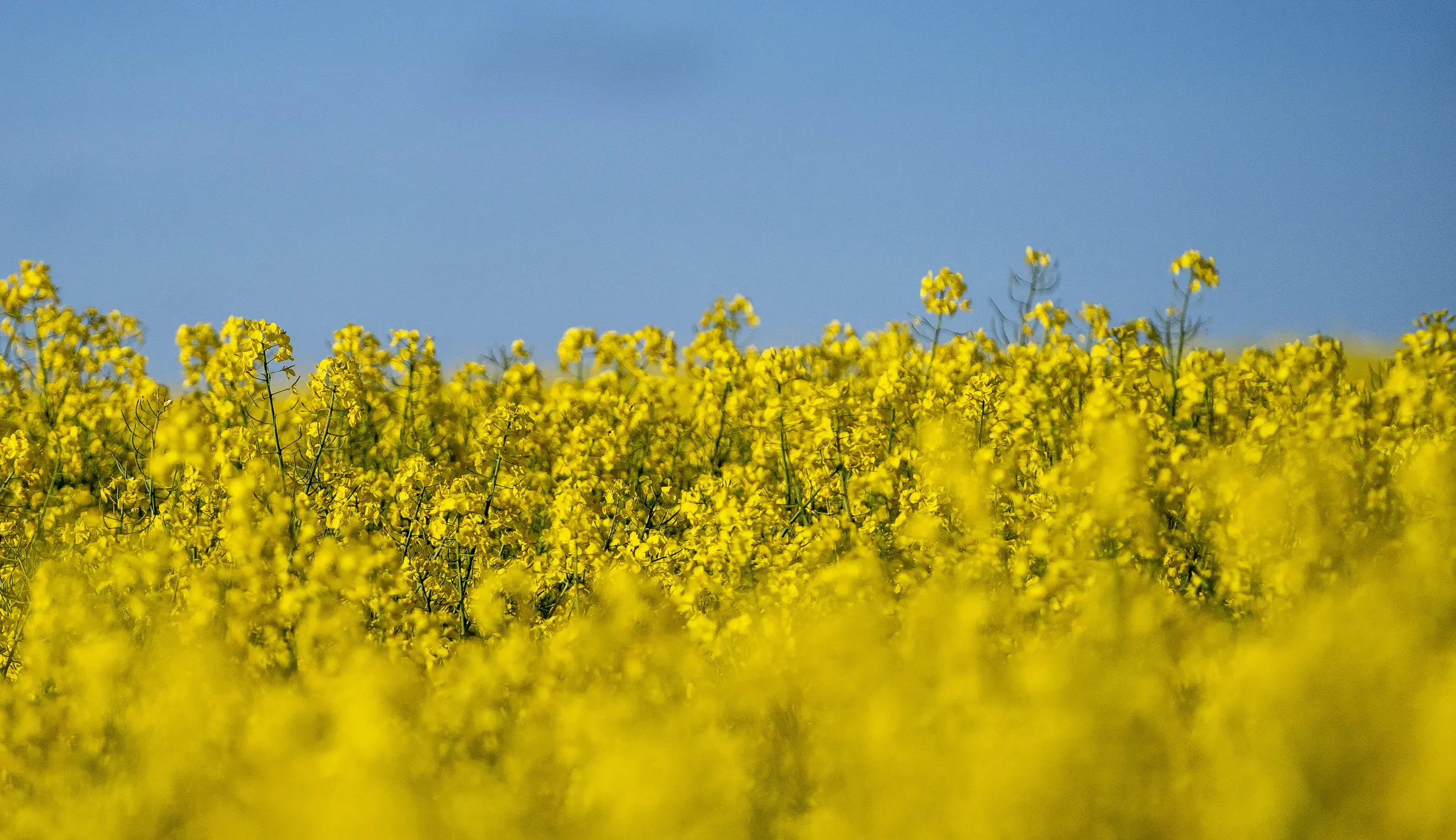 FOTO: Panorama Ladang Bunga Canola dan Langit Biru Bak Bendera Ukraina ...