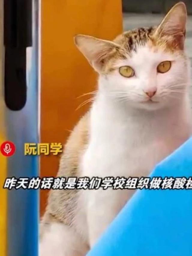 Gemas, Viral Kucing Tak Mau Pergi Sebelum Hidungnya Dites Swab