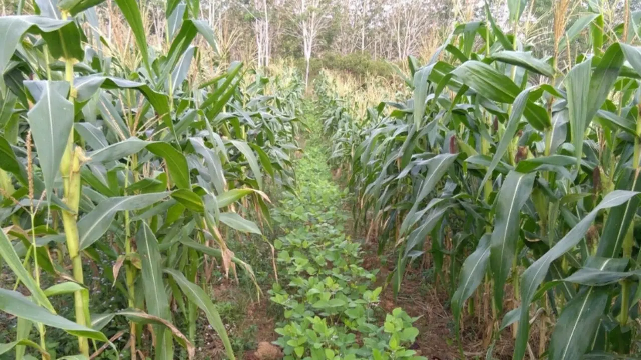 6 Cara Menanam Jagung Ala Rumahan, Sederhana Juga Hasil Maksimal - Hot ...