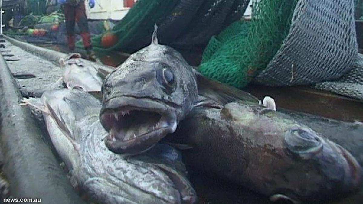 Hii...Ikan `Monster` Gigi Tajam, Tapi Rasanya Luar Biasa Lezat ...