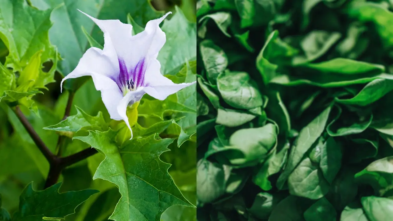 Fungsi Floem pada Tumbuhan, Ketahui Komponen dan Jenis-Jenisnya - Hot ...