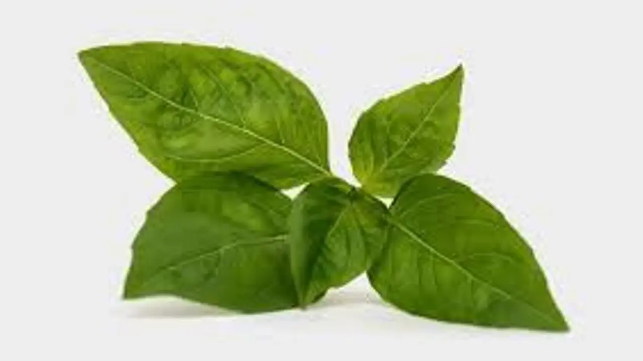 17 Manfaat Daun Kemangi untuk Kesehatan, Kenali Kandungan Nutrisinya ...