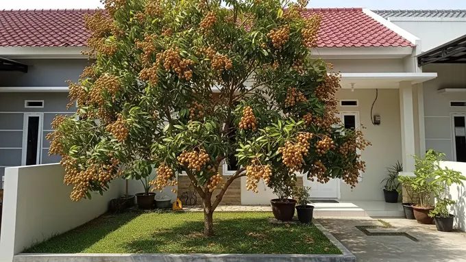 Ide Menanam 12 Pohon Buah Dekat Rumah: Akar Aman, Panen Rutin untuk Dijual