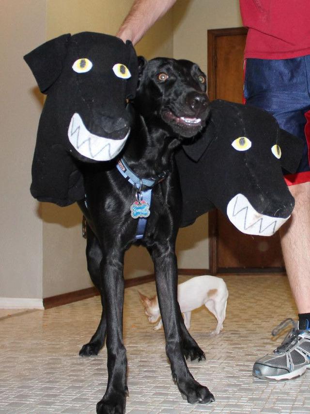 6 Kostum Halloween Anjing Ini Nyeleneh Banget, Seram-Seram Lucu - Hot ...