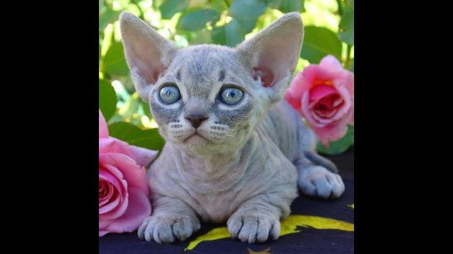 Potret 14 Ras Kucing dengan Bulu Tak Mudah Rontok, Cocok jadi Hewan ...