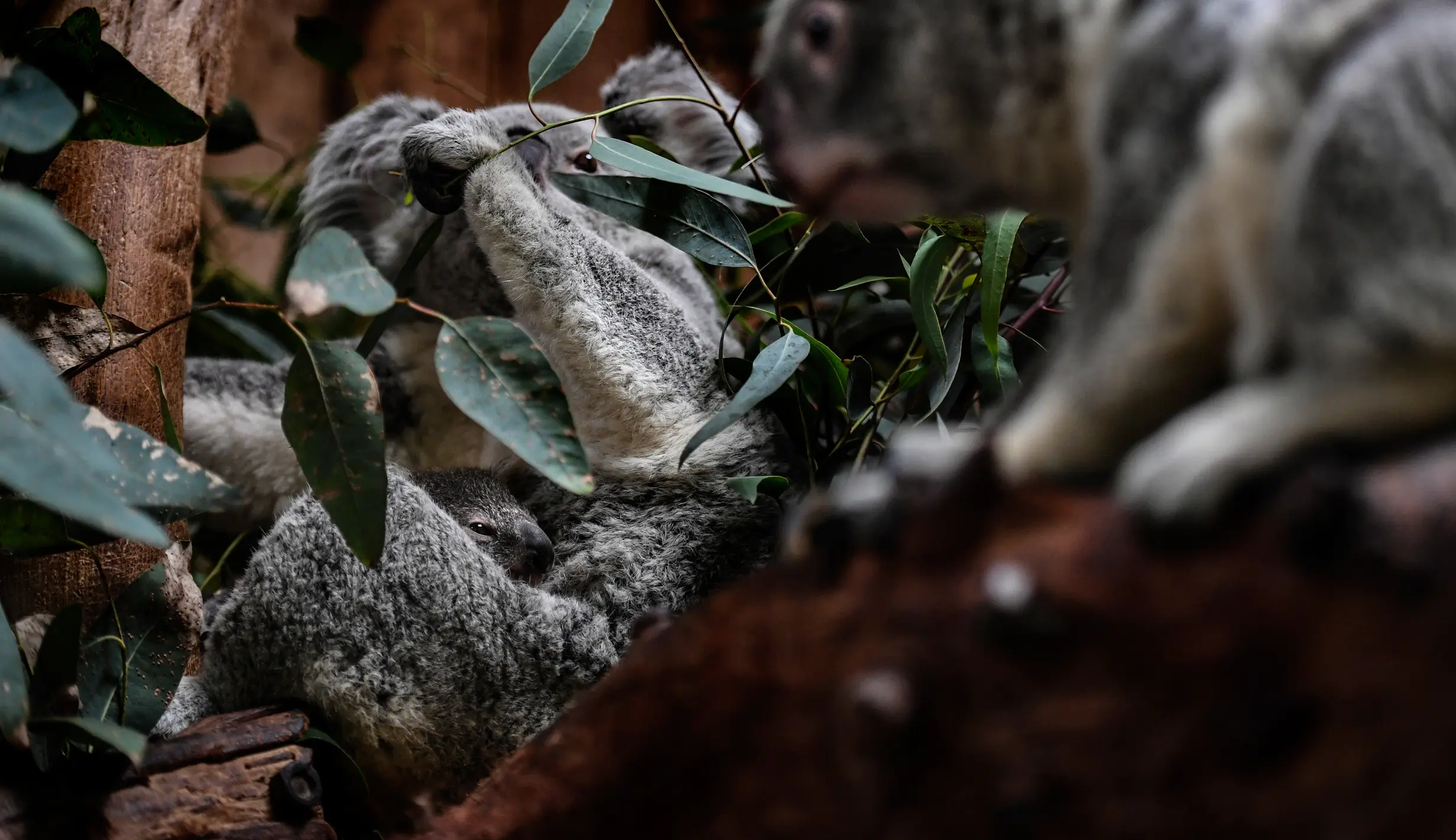 FOTO: Imutnya Bayi Koala yang Lahir di Kebun Binatang Lisbon - Foto ...