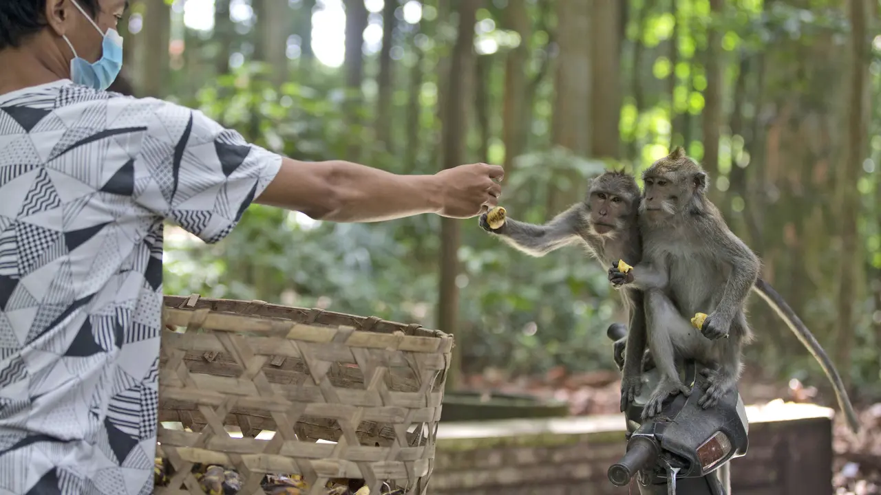 Mengenal Sangeh Monkey Forest, Wisata di Bali untuk Melihat Habitat ...