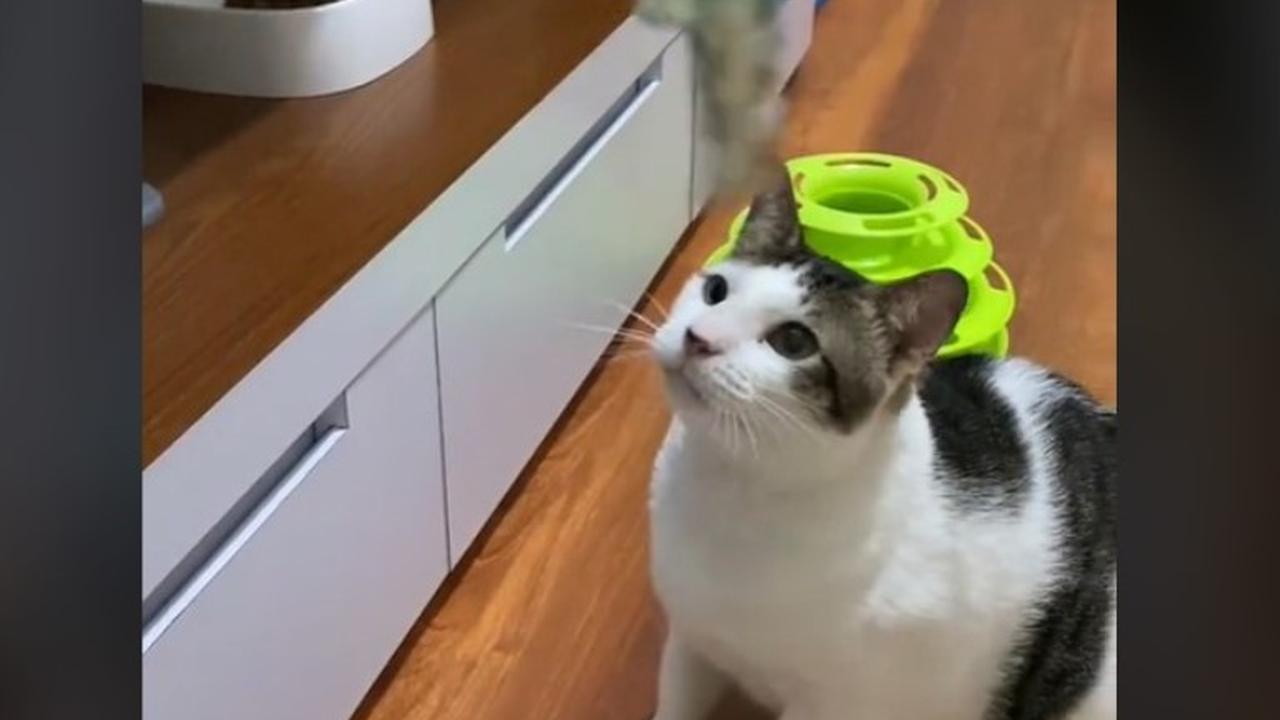 Penampakan Kamar Tidur Bobby, Kucing Prabowo Subianto yang Dilengkapi ...
