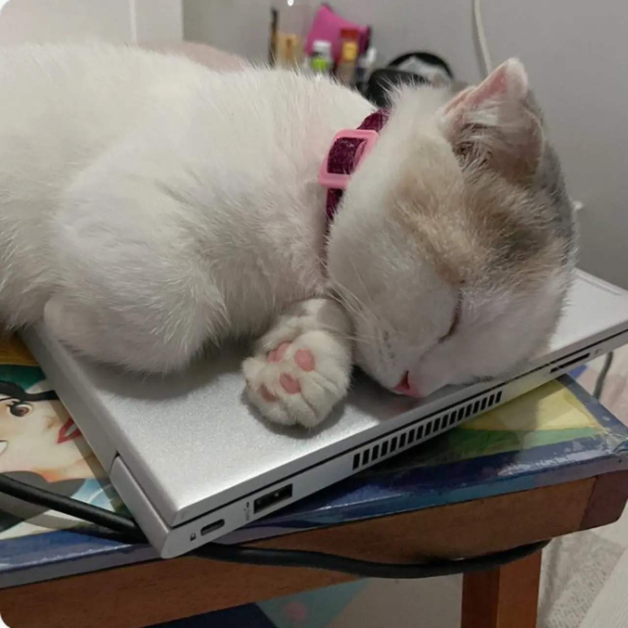 6 Potret Kucing Tidur hingga Duduk di Atas Laptop, Nyaman Seperti di ...