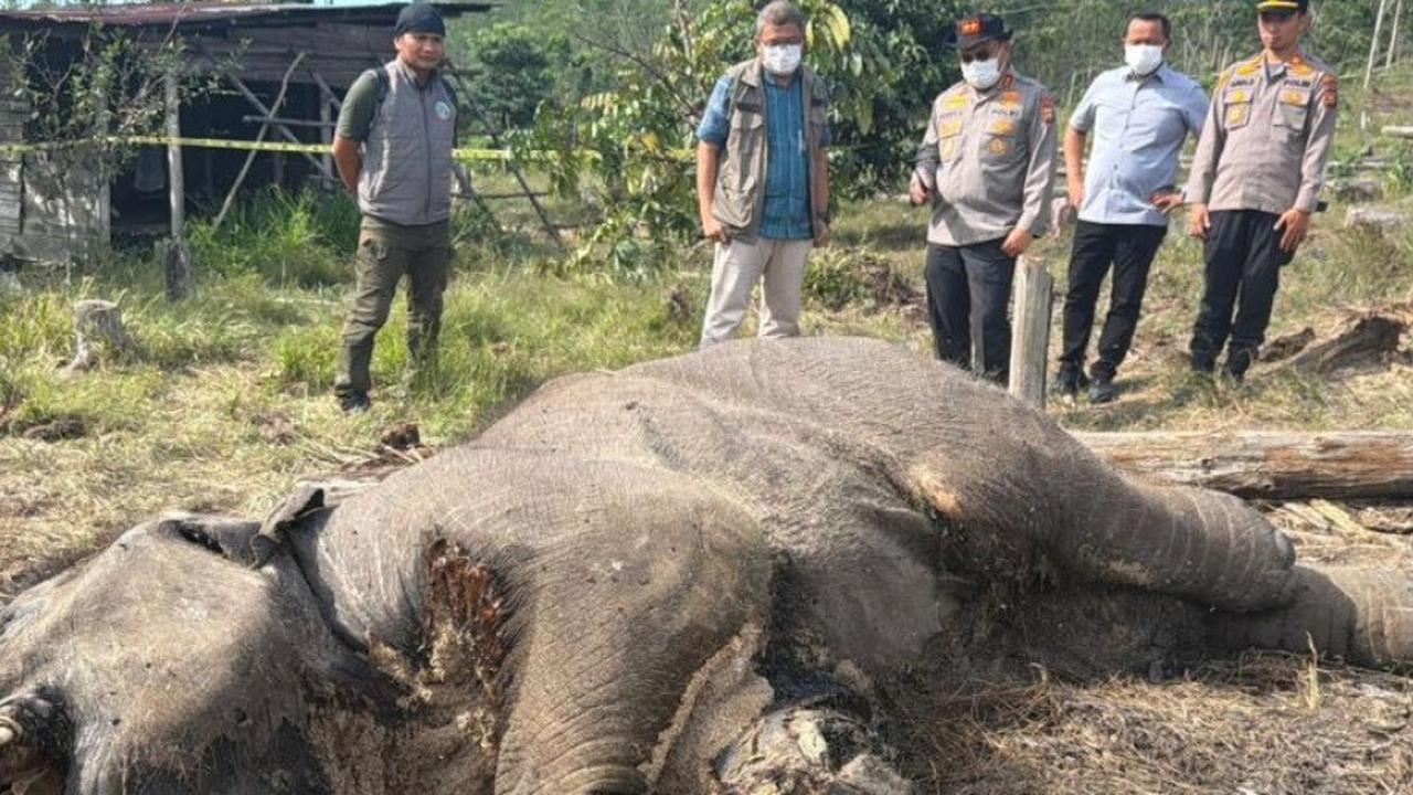 Kasus Anak Gajah Mati di Tesso Nilo, Pemilik Lahan Ditetapkan Tersangka