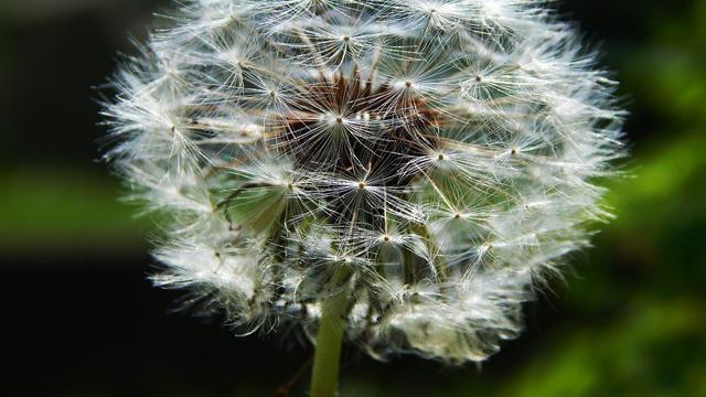 10 Cara Menghilangkan Kutil dengan Bahan Alami, Cegah Agar Tak Menyebar ...