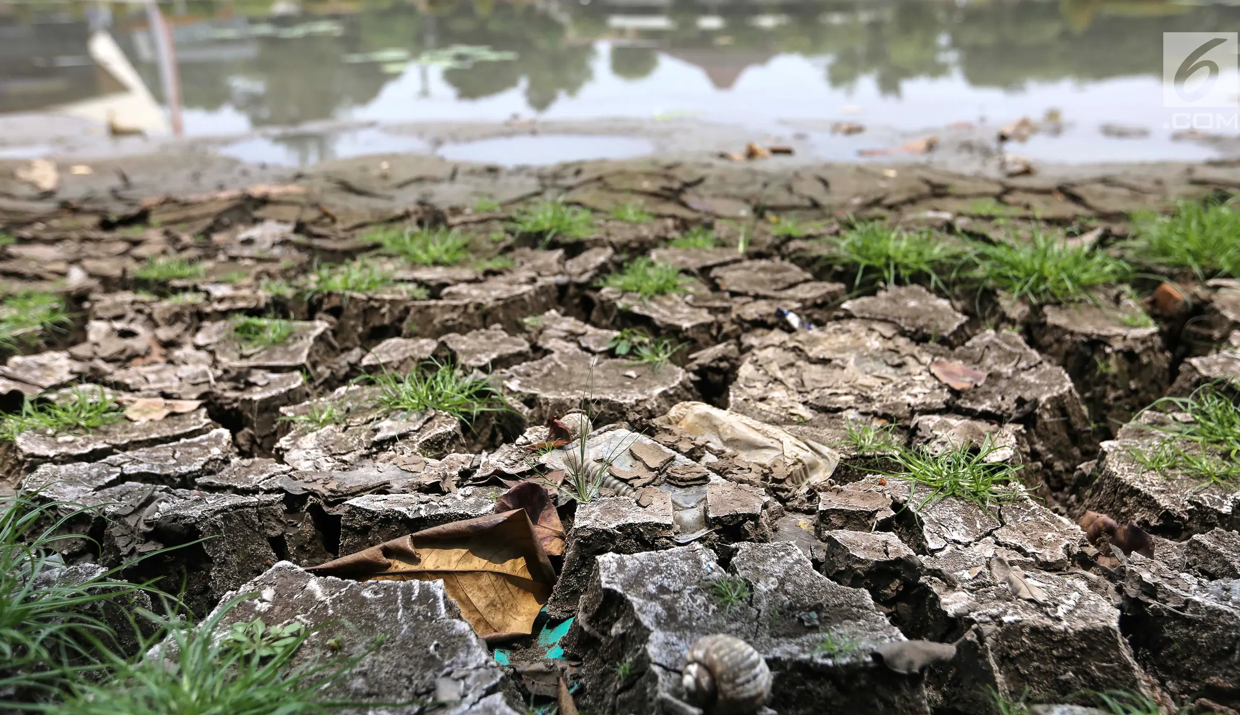 FOTO: Musim Kemarau, Danau TMII Surut dan Mengering - Foto Liputan6.com