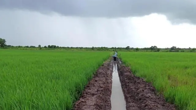 Optimasi Lahan Rawa di Tulang Bawang Berhasil Tingkatkan Produksi ...