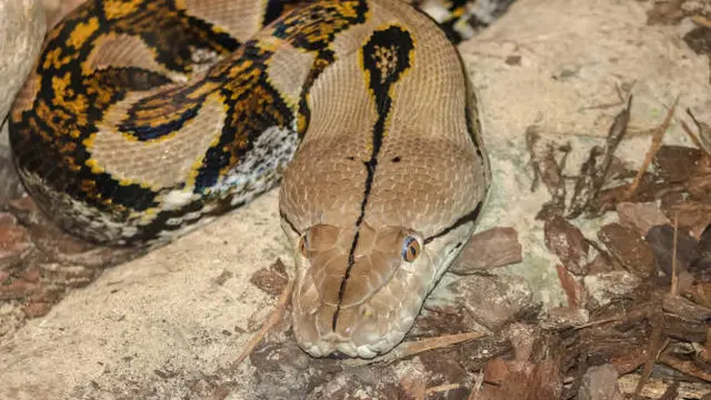 5 Jenis Ular Terbesar di Dunia yang Memiliki Karakteristik Unik ...