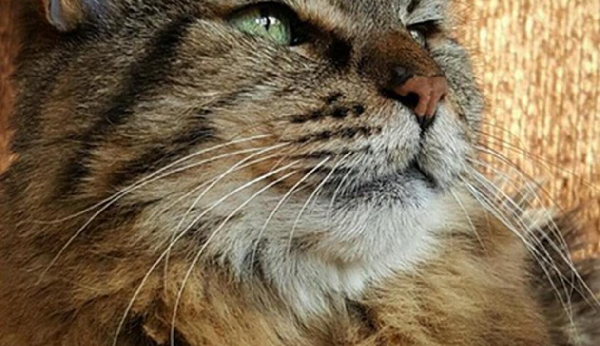 Potret Menggemaskan Corduroy si Kucing Tertua di Dunia - Photo Fimela.com