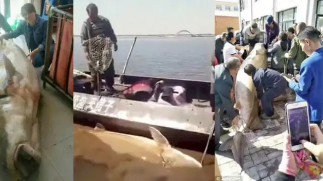 Tangkap Ikan Sturgeon Raksasa Penuh Kaviar, Nelayan Kaya Mendadak ...