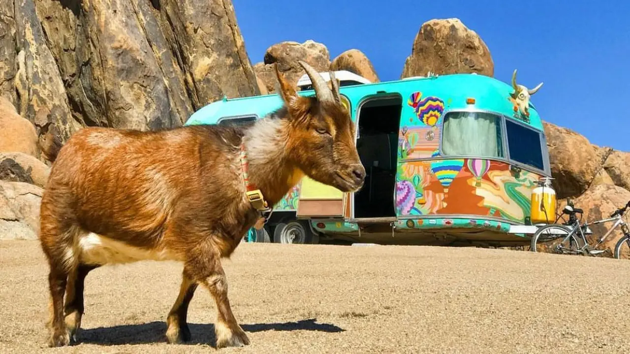 Cerita Pasangan Suami Istri Keliling Amerika Bawa Kambing Kesayangan ...