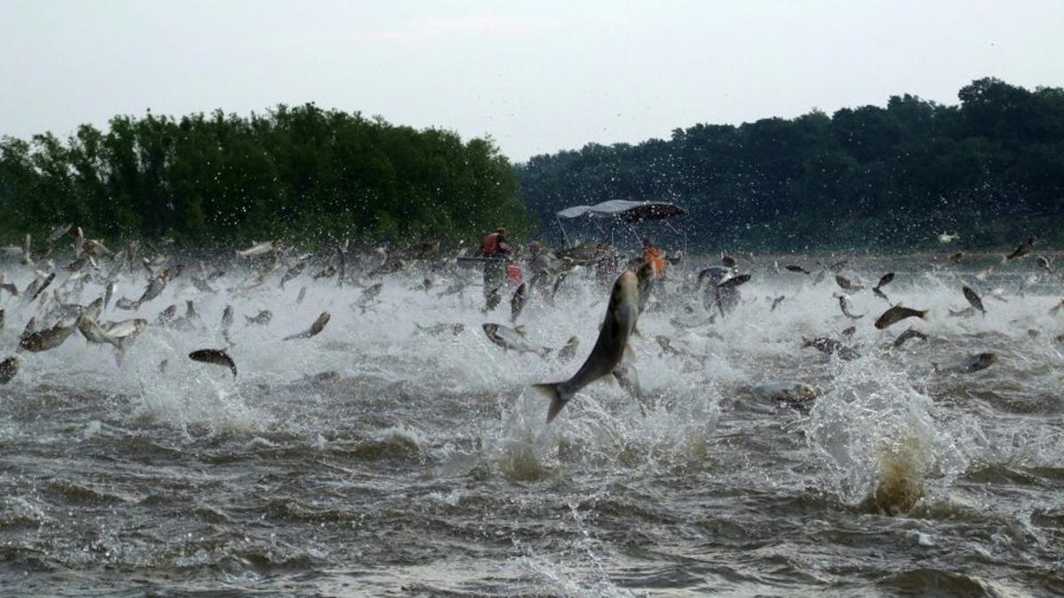 Fenomena Alam Ribuan Ikan Laut Lompat Ke Darat