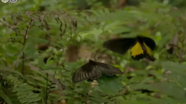 6 Fakta Menarik Gunung Sahuwai di Pulau Seram Maluku yang Kaya Ragam ...
