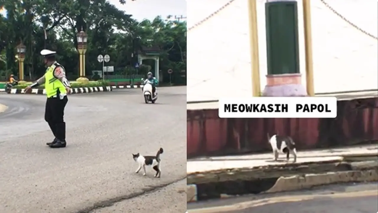 Viral Polisi Bantu Kucing Menyeberang Jalan Raya, Aksinya Banjir Pujian