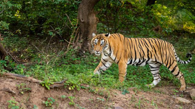 Populasi Harimau India Naik Capai 3.000 Ekor Lebih, Jadi Negara dengan ...
