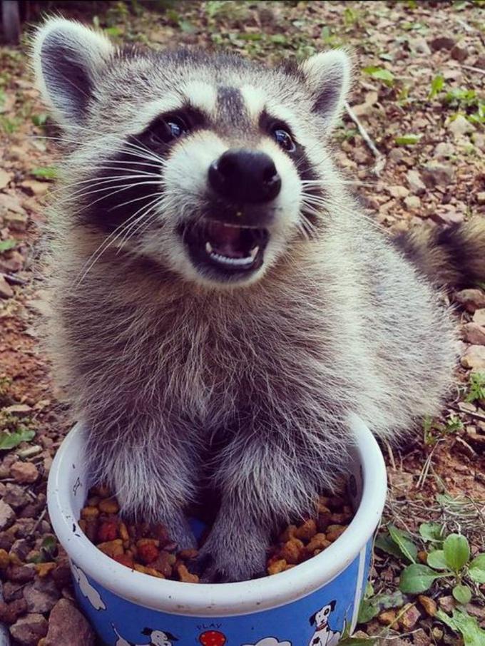 Marley, Anak Rakun yang Lebih Terlihat Seperti Anak Anjing - Lifestyle ...