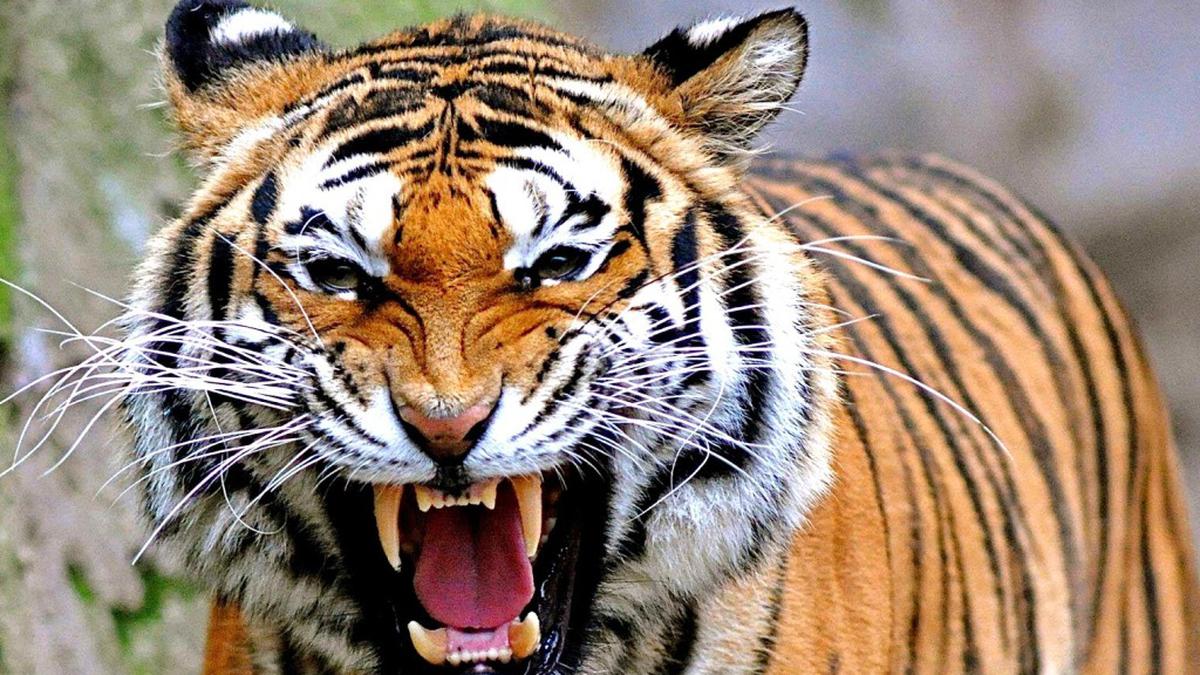 Harimau Sumatera Ini Sering Bantu Warga yang Tersesat di Hutan